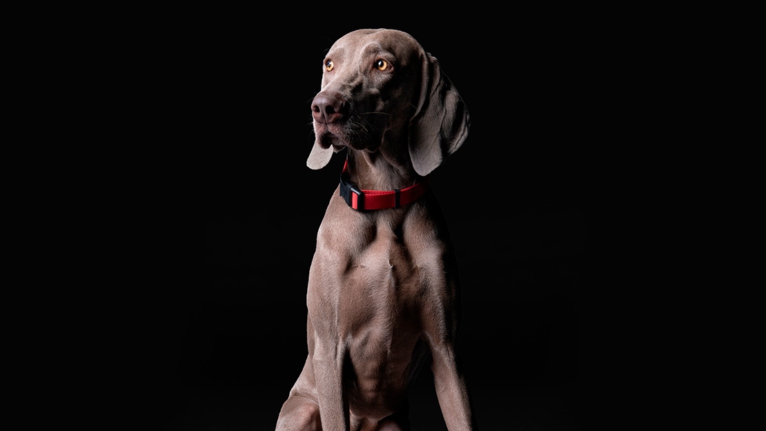 Veterinary Diets Canine CN Convalescence™ PRO PLAN® | Purina